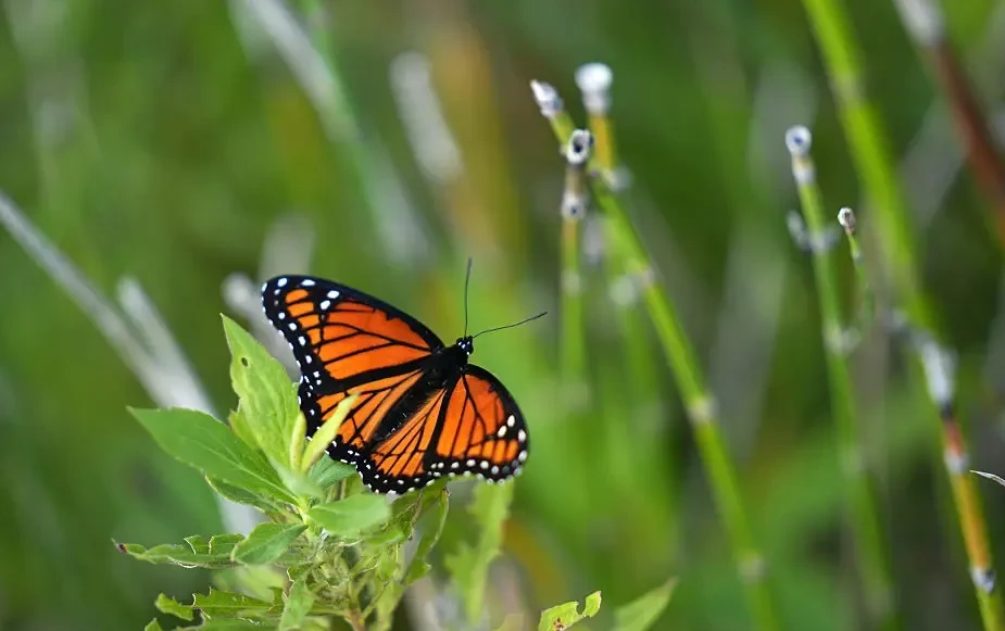 Monarch advocates push targeted habitat restoration amid steep decline