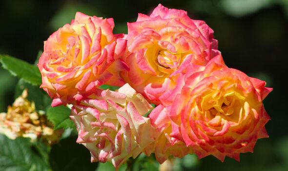 Roses will be healthier and prettier through summer if you add 1 ...
