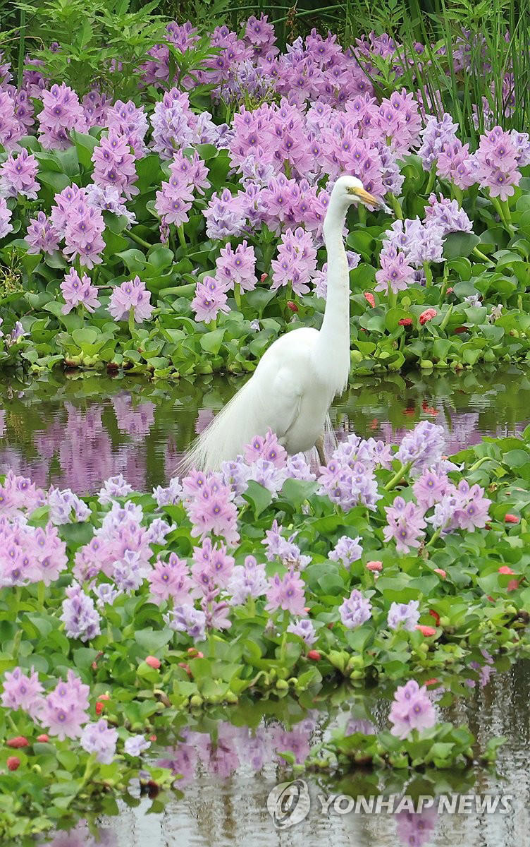 Water hyacinth in bloom