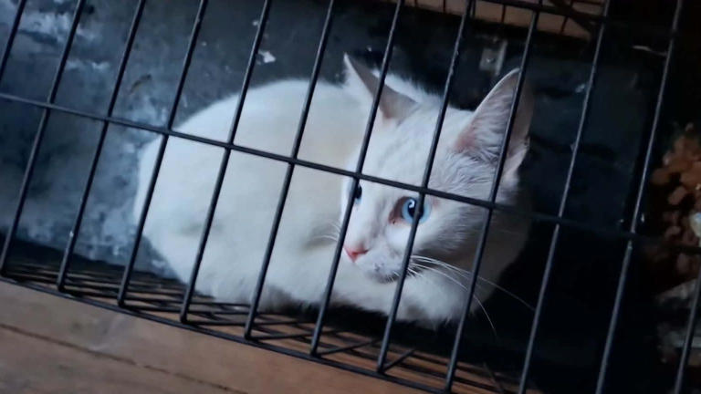 Deaf cat who hitched a ride in a van is found