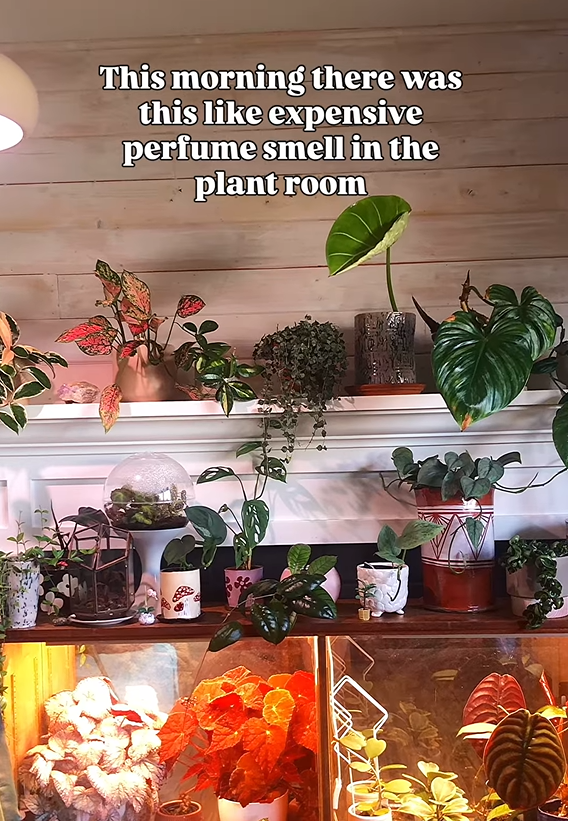 Beautiful hoya bloom gift, morning plant care and flowering moment