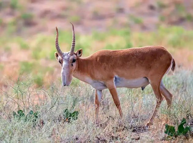 Antílope-saiga: animal singular das estepes da Ásia enfrenta ameaças