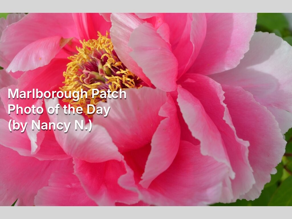 🌱 Patch AM: Hillside Lower School (grades K-3): Virtual open house and ...