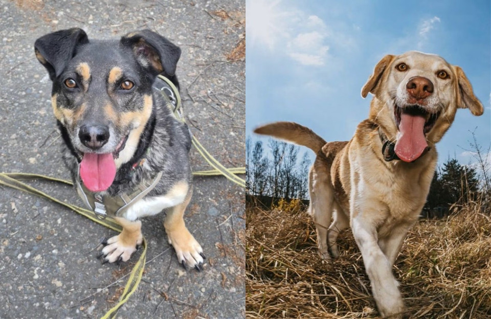 Frodo, Spajki, Misiu czy Szczekoladek zachęcają do ich adopcji! Zobacz ...