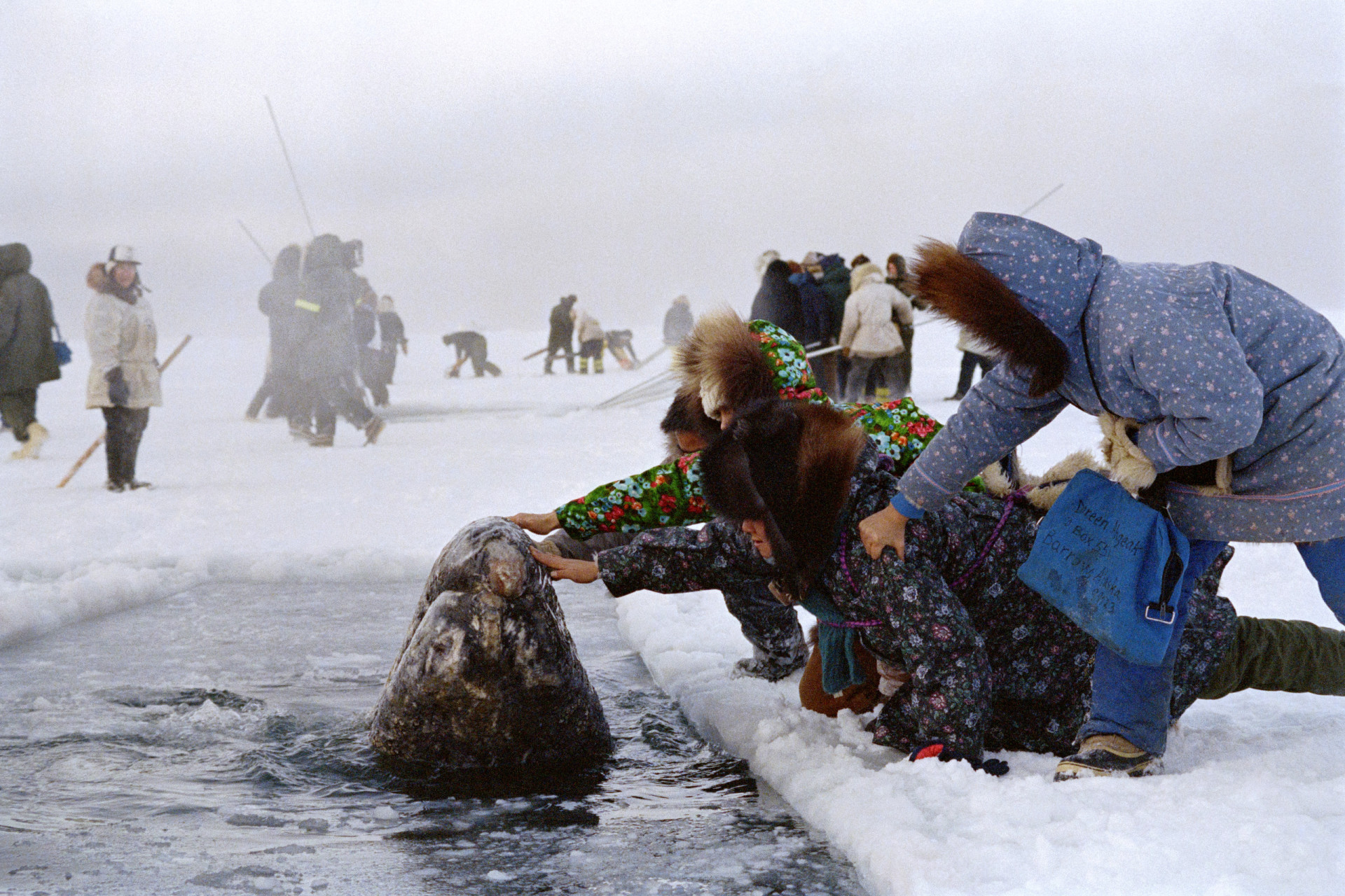 The most dramatic stories of stranded sea animals