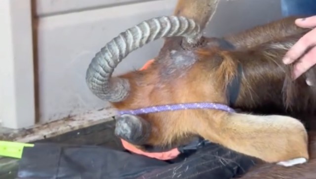 Video shows wild sable airlifted after backward-growing horn starts ...