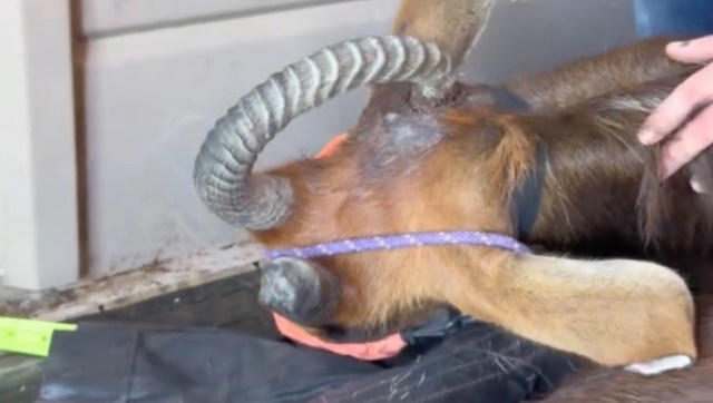Video shows wild sable airlifted after backward-growing horn starts ...