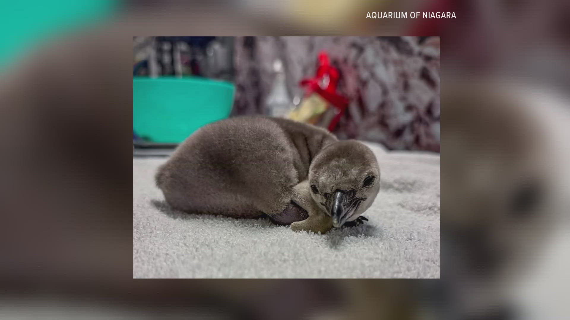 Aquarium of Niagara welcomes new penguin chick