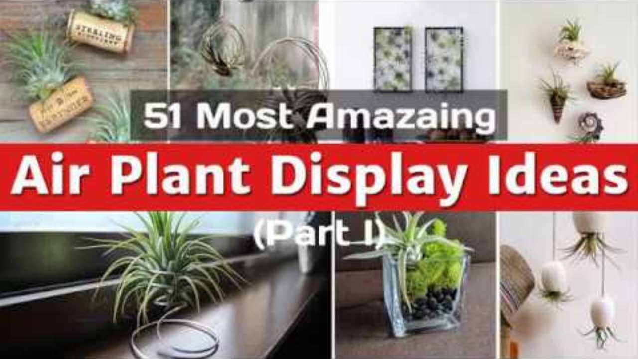 51 creative air plant display ideas for your home part 1