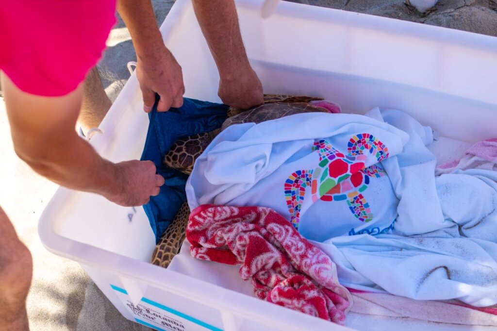 Liberata dopo le cure nel mare di Grosseto la tartaruga Ugo