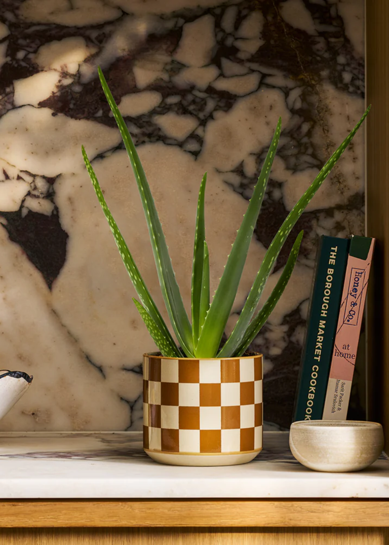 Where to place aloe vera for good energy — 4 spots feng shui experts ...