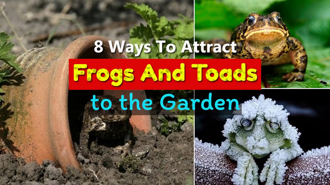 How to turn your garden into a frog-friendly haven