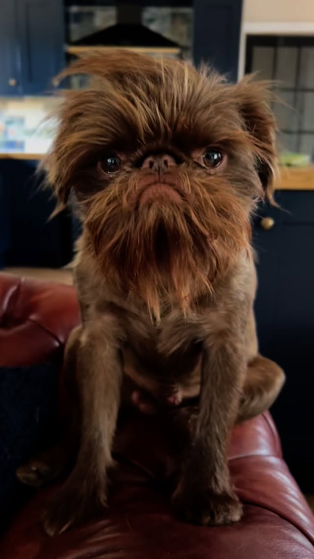 The uncanny dog doppelganger brings Becky-Jo energy