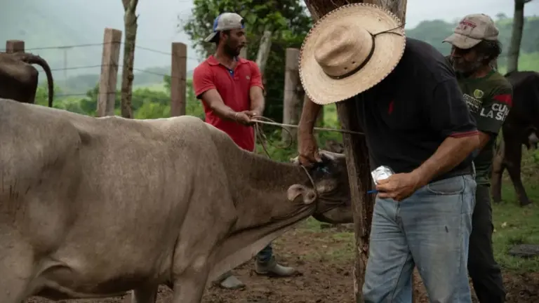 Texas, con un nuevo caso de gusano barrenador