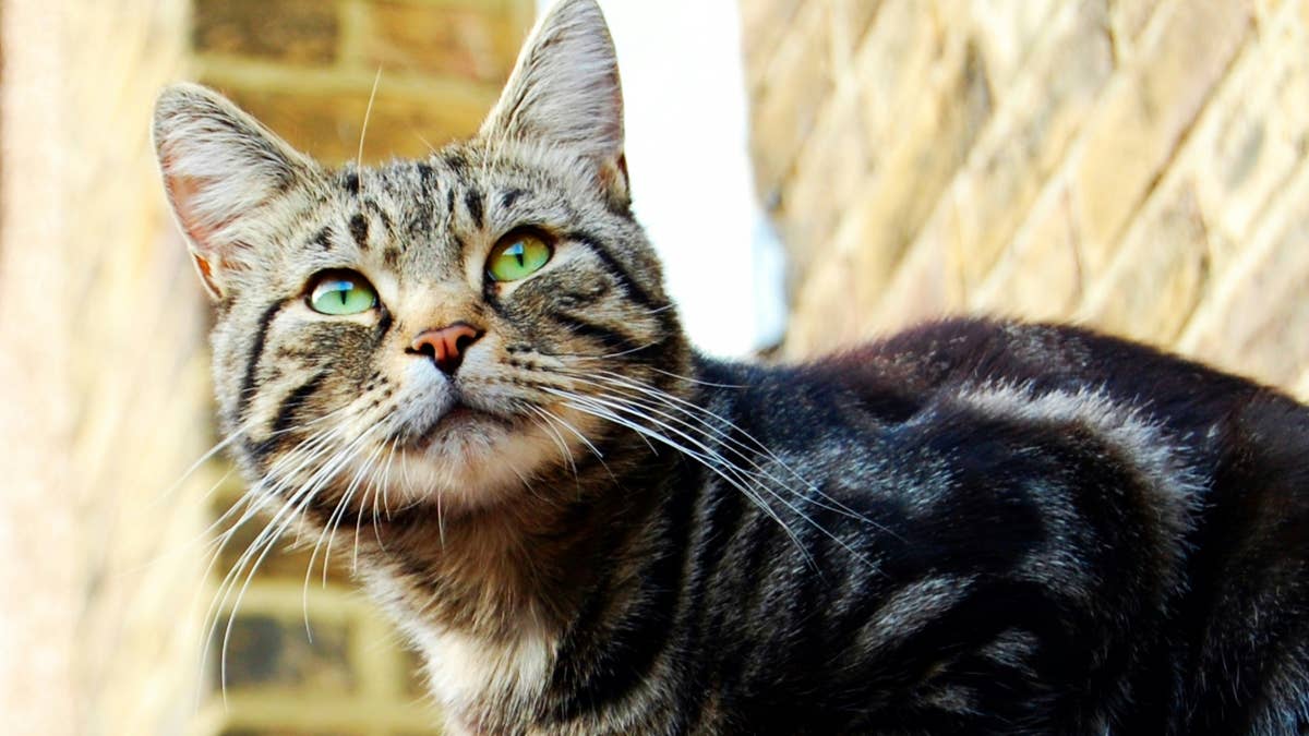 Whisker is removing a major barrier to cat adoption nationwide