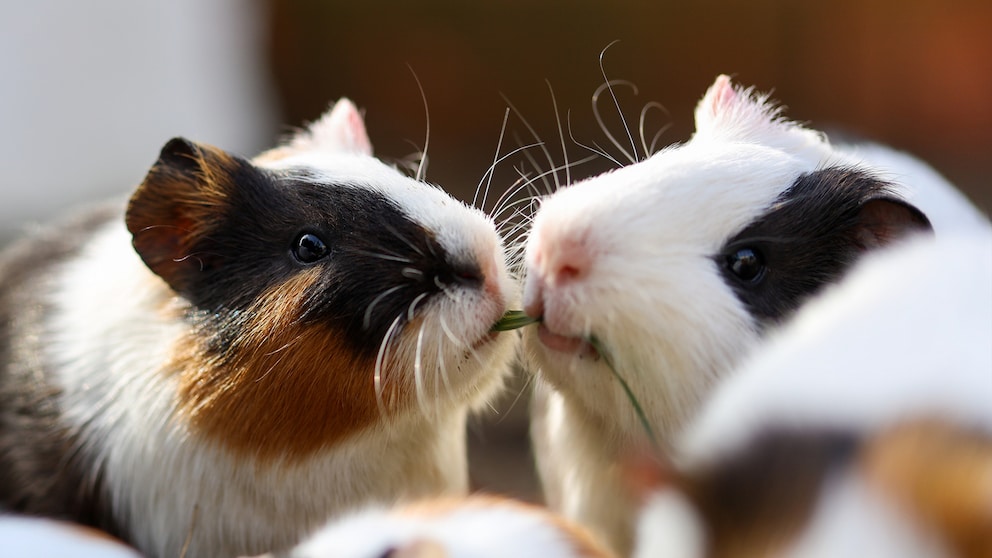 How to successfully introduce guinea pigs
