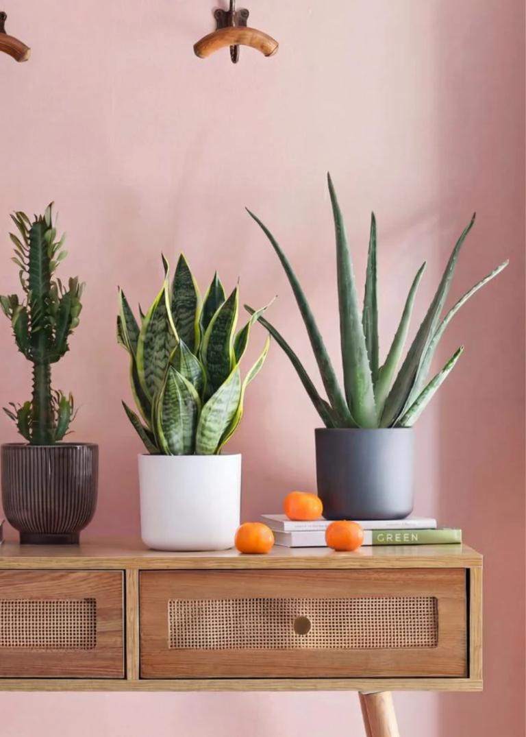 Where to place aloe vera for good energy — 4 spots feng shui experts ...