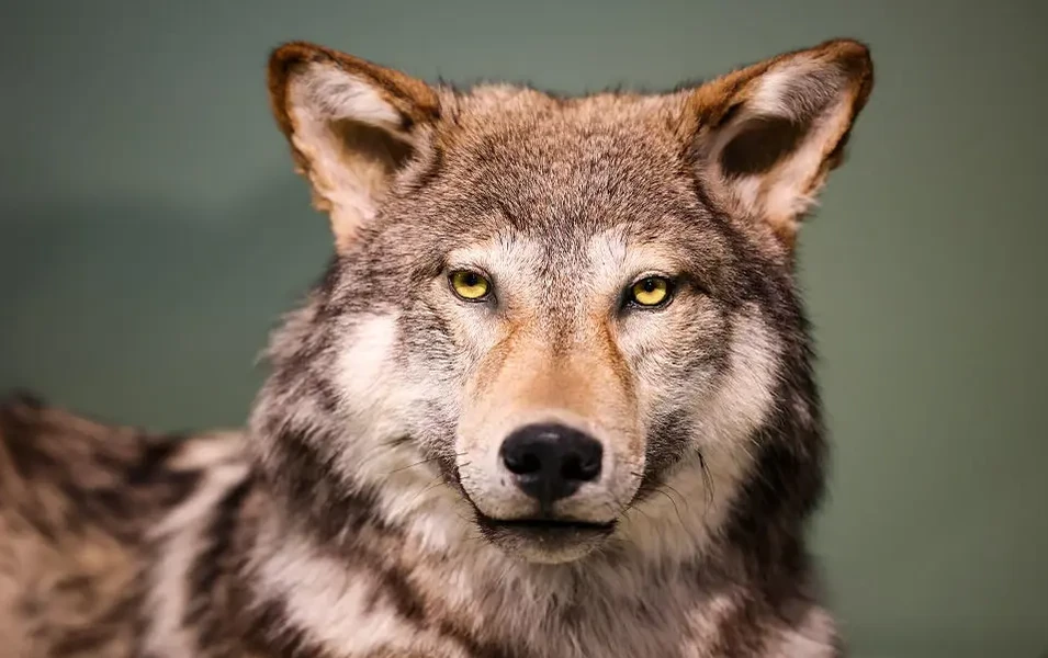 When wolves and humans first crossed paths