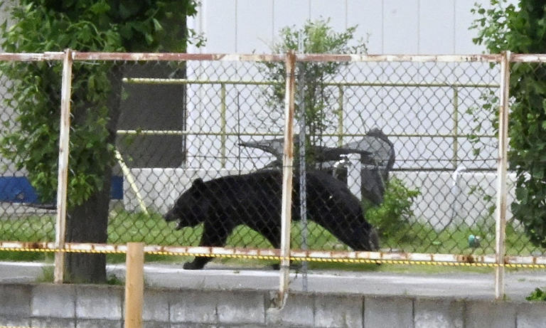 First sight of bear forces Japan city to suspend 94 schools