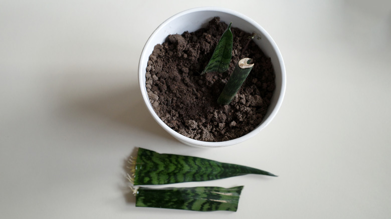 Snake plants: Everything you should know before planting