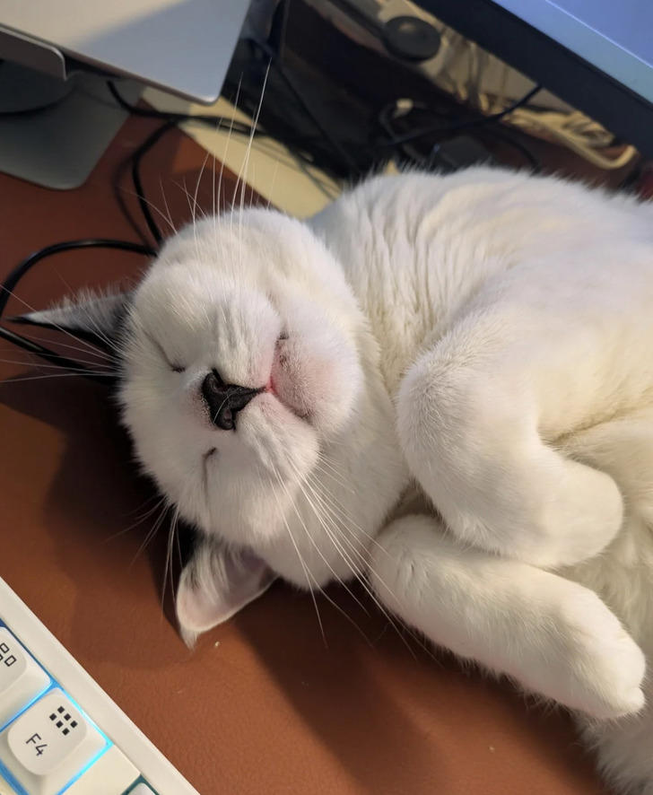 18 real pet stories that prove our animals quietly understand us better ...
