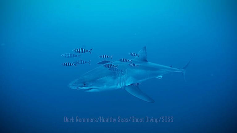 Divers made the first video ever of this shark in the Med - then got ...