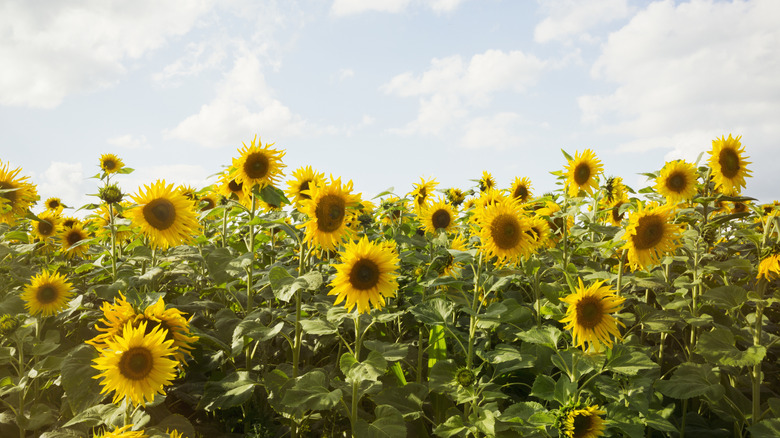 15 things to never plant with tomatoes