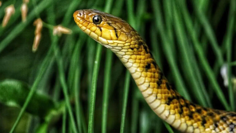 Snakes of Kerala: Common species people encounter, how to identify them ...