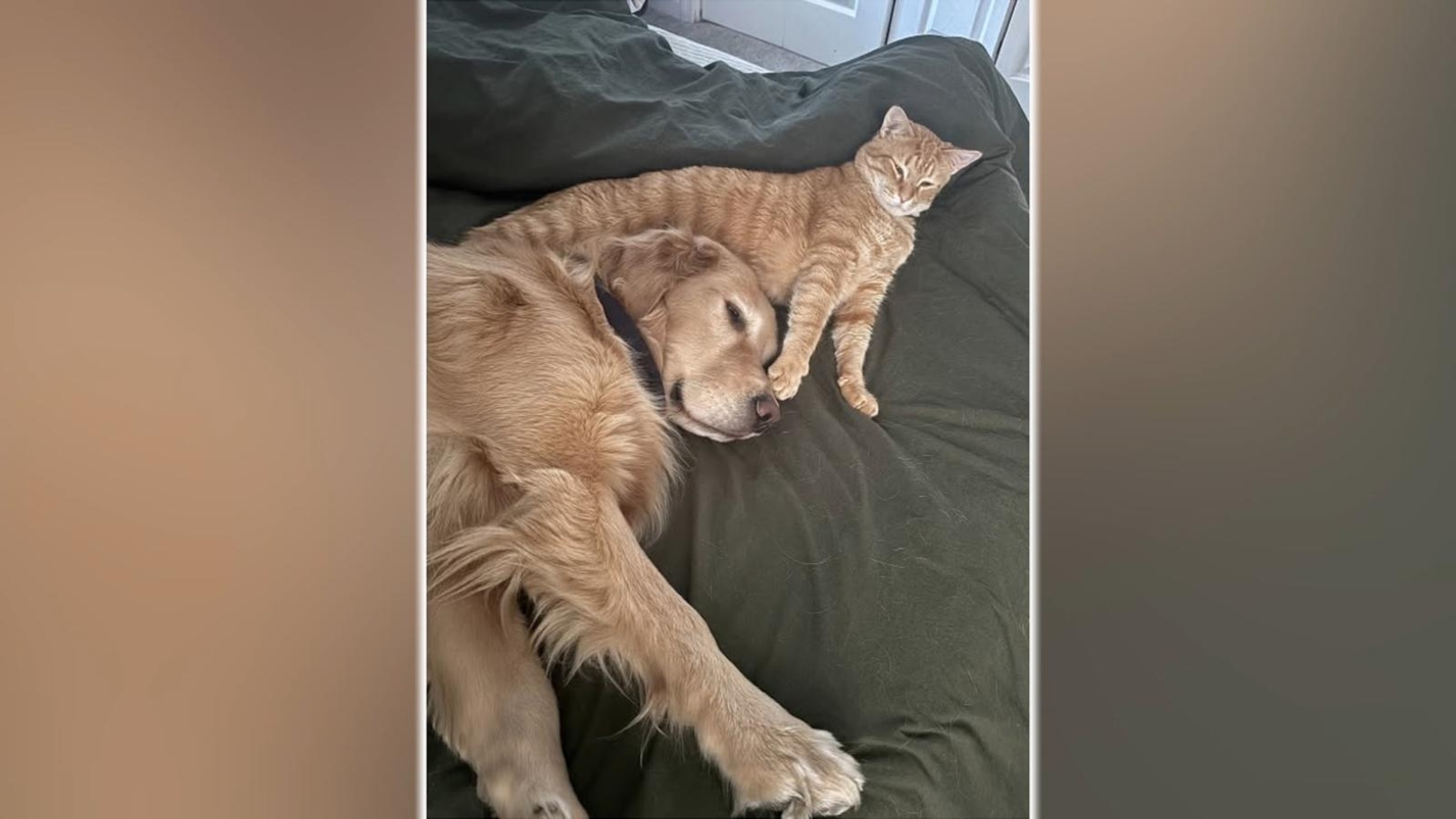 This dog and cat form unlikely friendship
