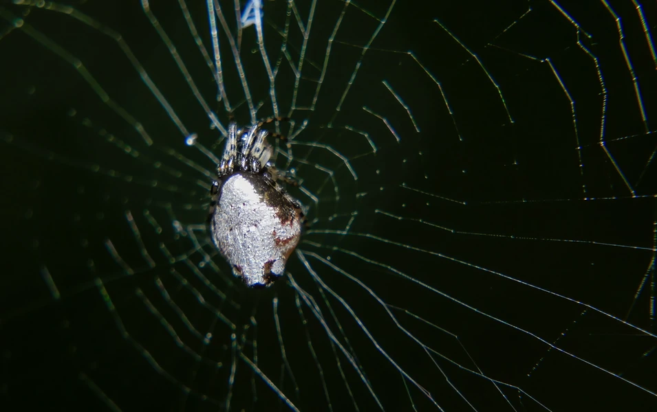 Study finds spider web decorations enhance prey detection