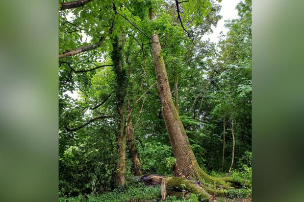 Trees beside Bolton rail line to be removed to prevent delays