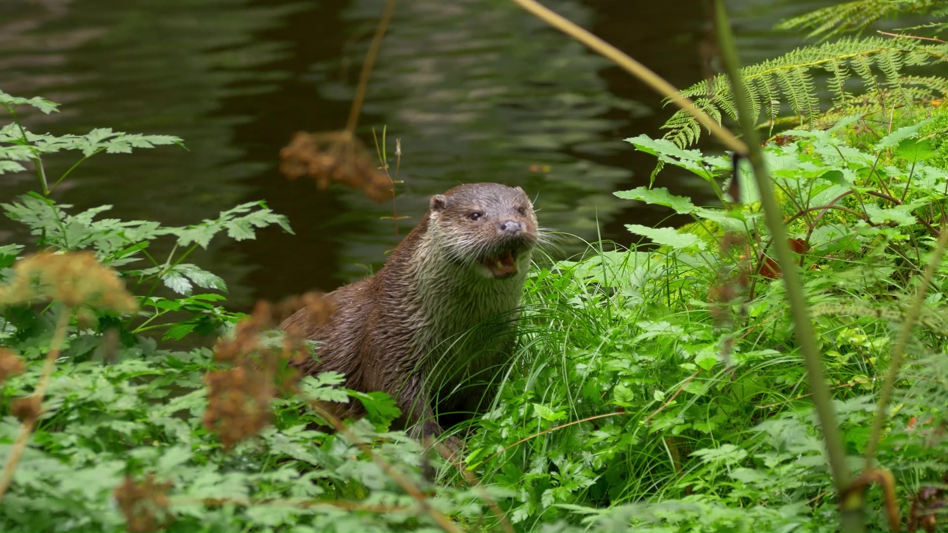 Nieuwsgierige Euraziatische otter verkent zijn leefgebied