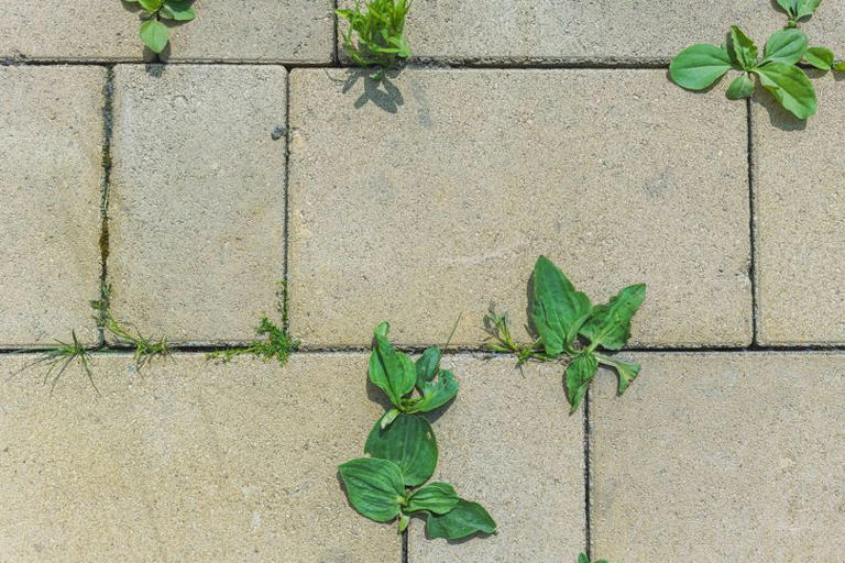 Gardener's five-minute hack kills patio weeds fast for under £1