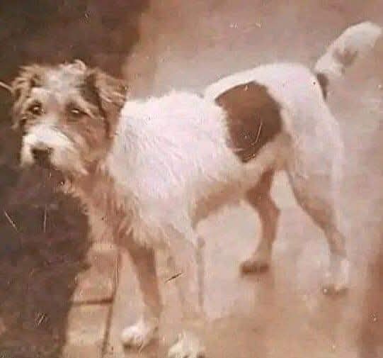 Gunner, il cane della seconda guerra mondiale che avvisava i soldati ...