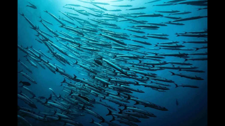 It is a privilege to witness the underwater world: Sumer Verma