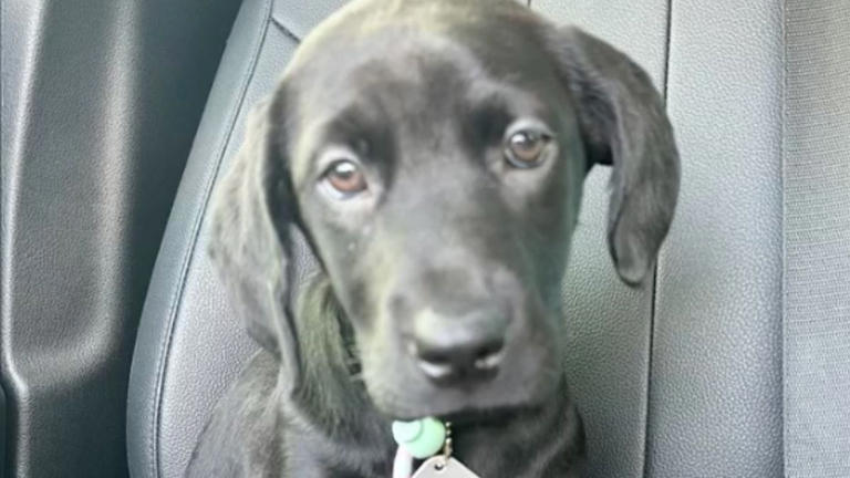Labrador puppy trains as assistance dog but DNA test casts doubt on his ...