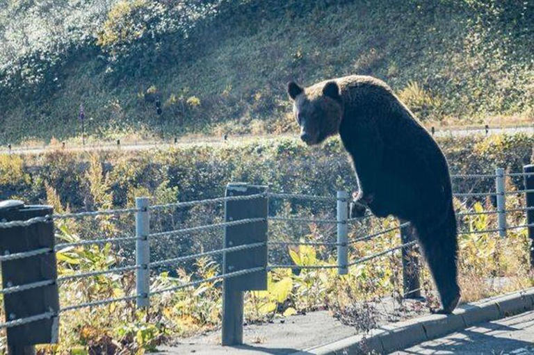Terror as bear as rips pensioner's head off as he picks mushrooms