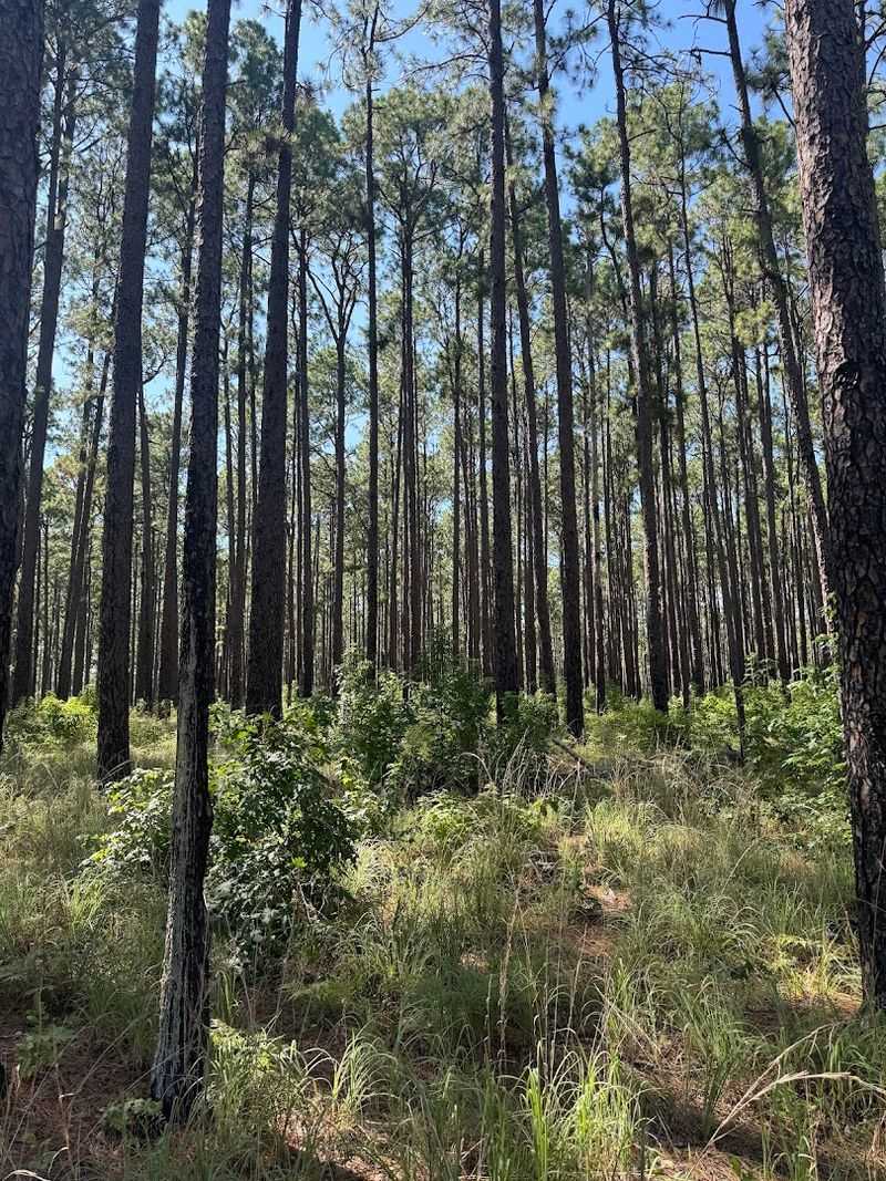 9 scenic forest escapes everyone in Texas should wander through