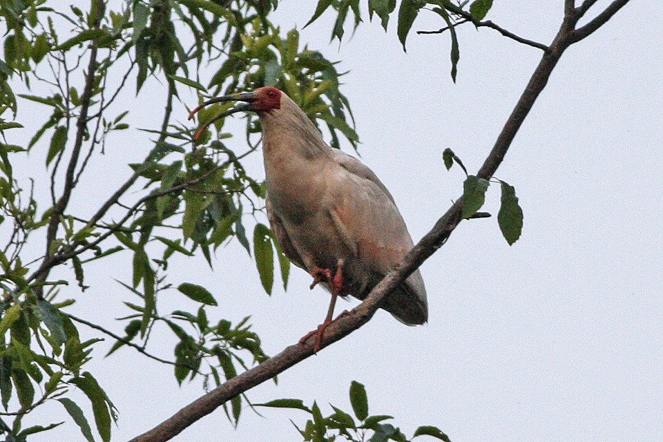 Japan welcomes back rare birds once considered lost from their natural ...