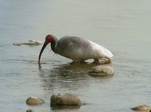 Japan welcomes back rare birds once considered lost from their natural ...
