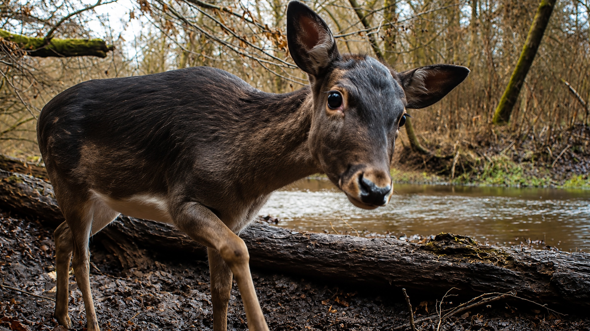 Nous avons laissé une caméra dans la forêt pendant 21 jours, puis ceci ...
