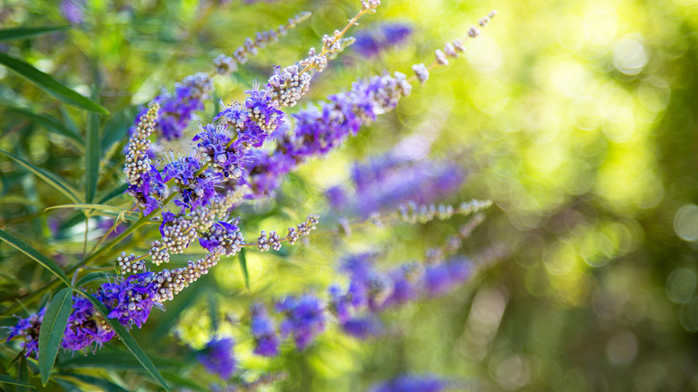 15 flowering trees that are perfect for your yard