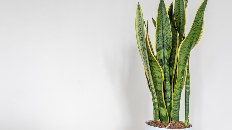 Telltale signs your snake plants are in trouble