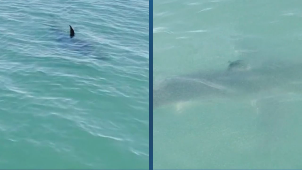 Boston fisherman captures close encounter with possible great white shark