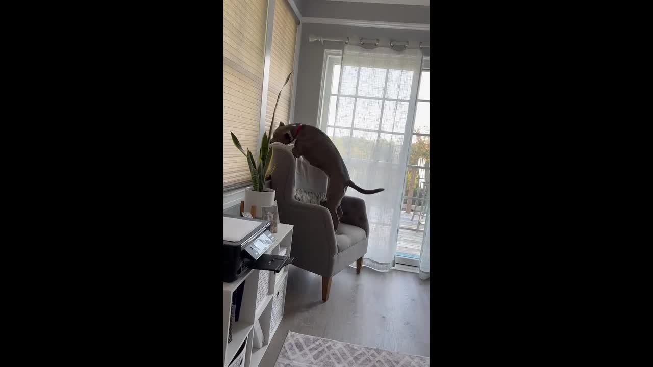 Dog opens window blinds with its mouth in Kittery, Maine, USA