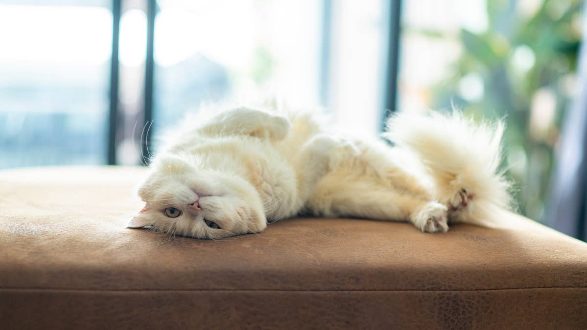 13-year-old shelter cat teaches 2-month-old pup to play, and this tough ...