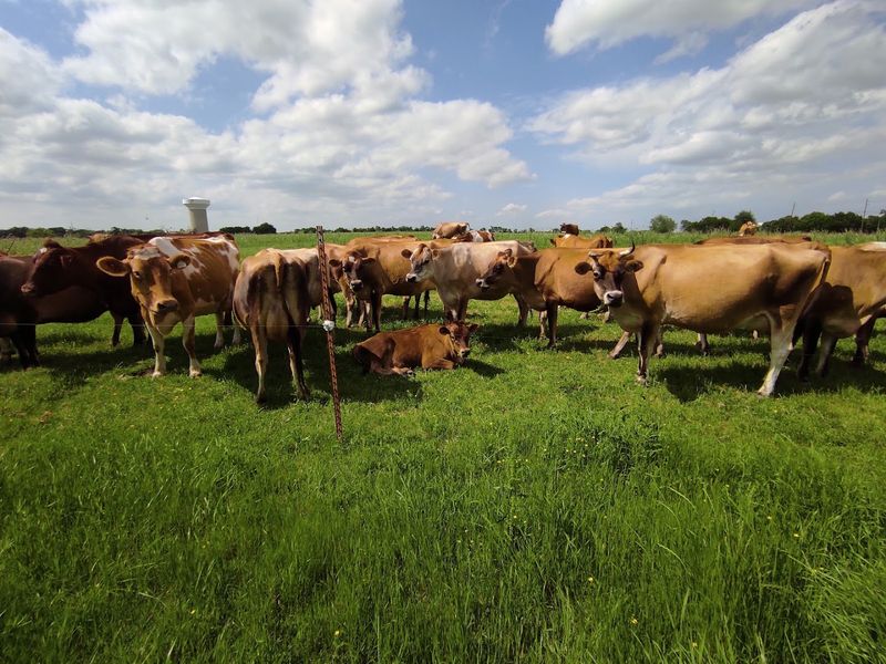 This Texas dairy farm has locals completely loyal to its farm-fresh ...