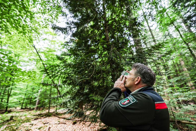 Mit Zollstock und Kompass: Wie der Wald vermessen wird
