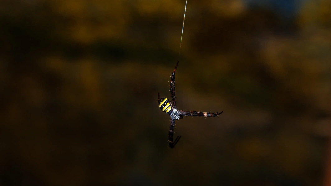Study finds spider web decorations enhance prey detection