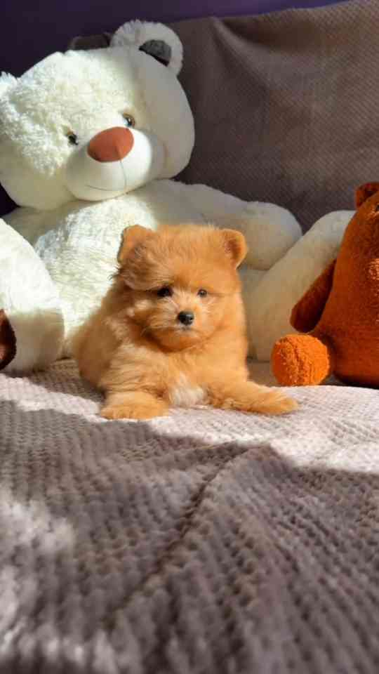Adorable Pomapoo puppies show off their playful charm